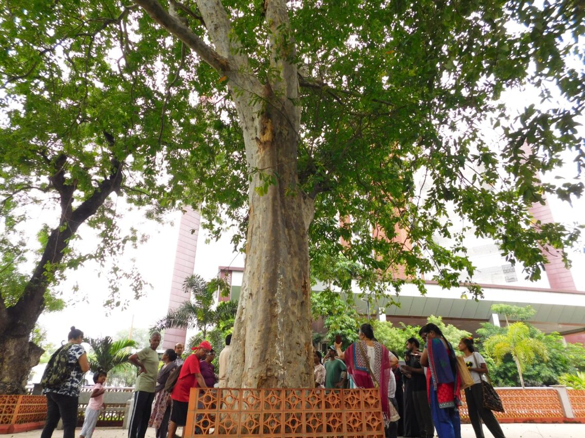 A walk with the Heritage trees of Chennai – Adyar Times