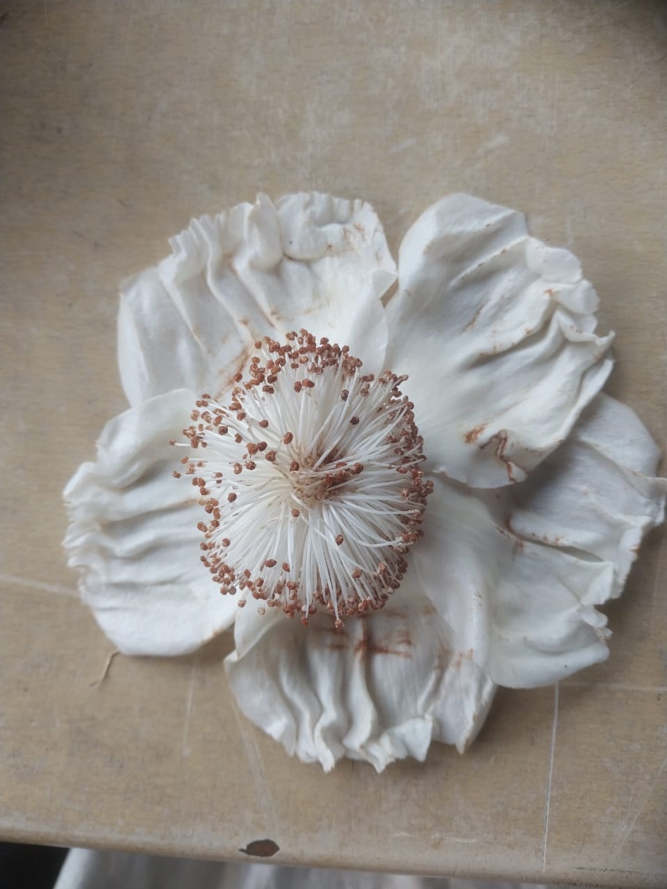 A walk with the Heritage trees of Chennai – Adyar Times