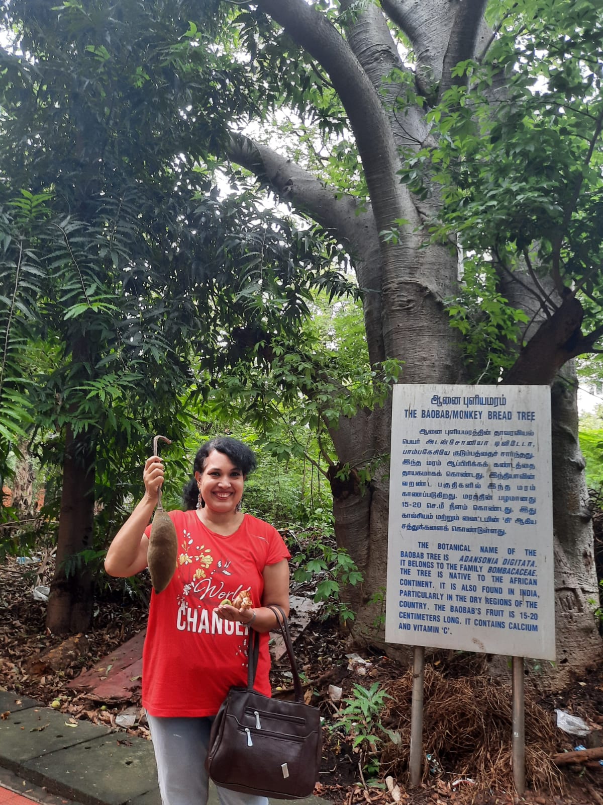 A walk with the Heritage trees of Chennai – Adyar Times