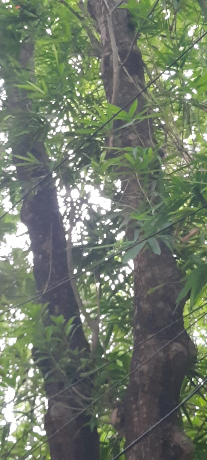 A walk with the Heritage trees of Chennai – Adyar Times