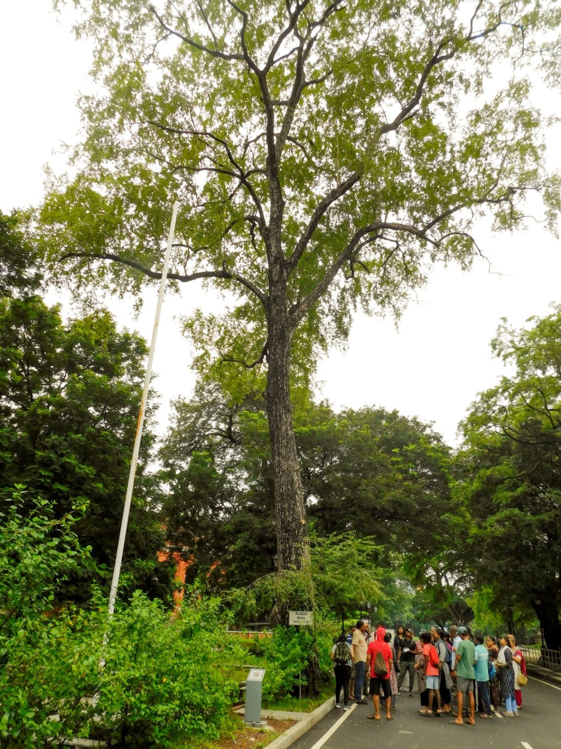 A walk with the Heritage trees of Chennai – Adyar Times