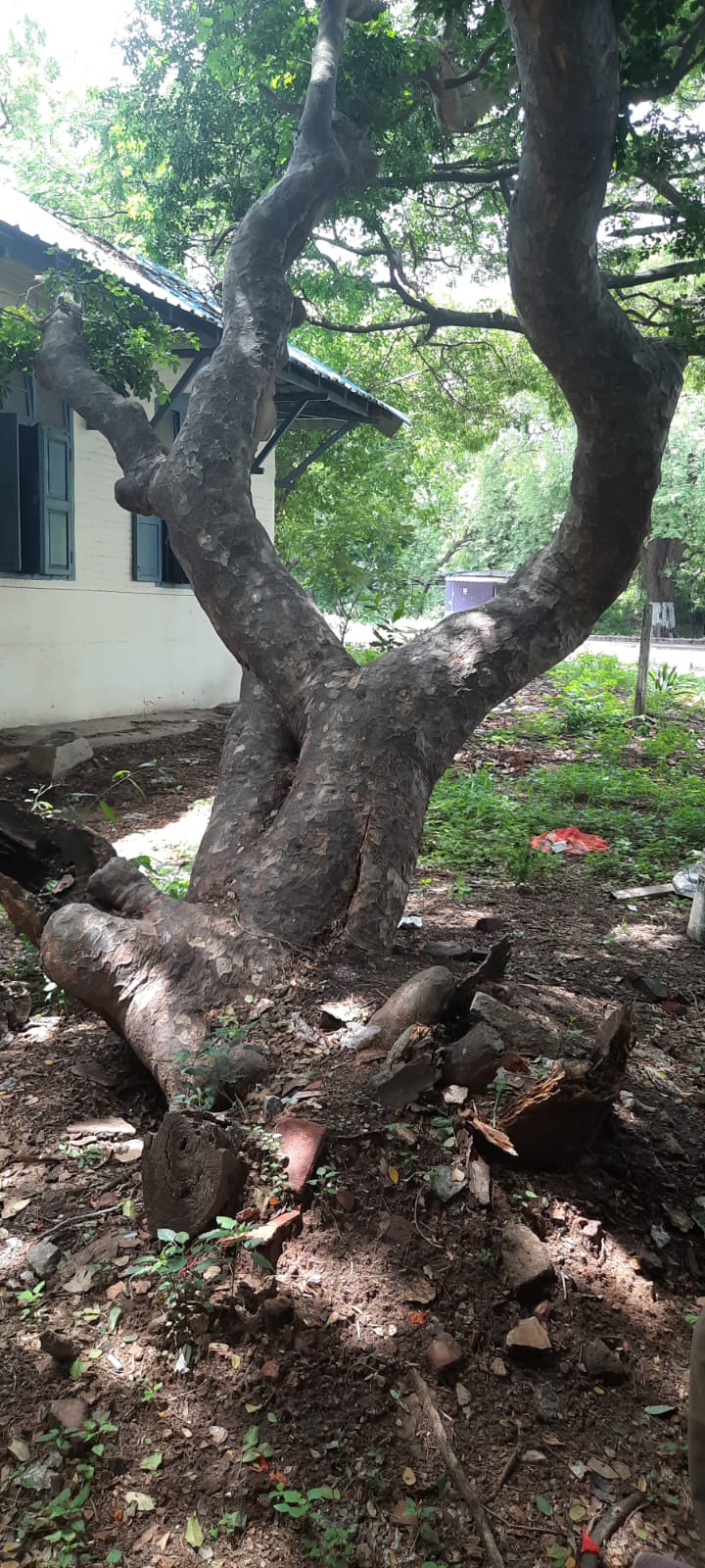 A walk with the Heritage trees of Chennai – Adyar Times