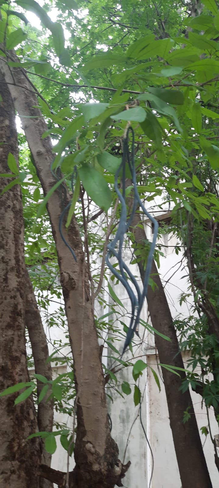 A walk with the Heritage trees of Chennai – Adyar Times