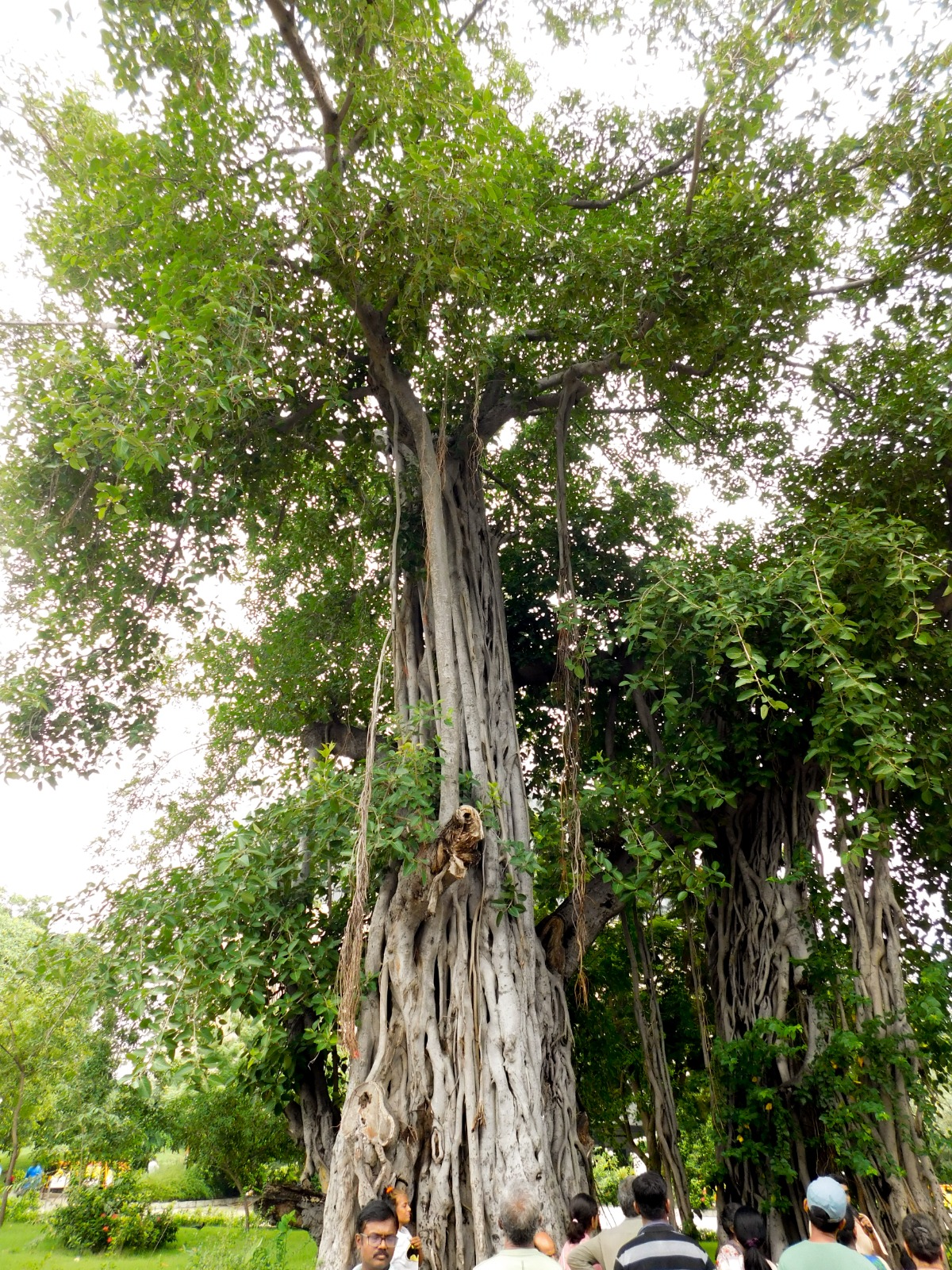 A walk with the Heritage trees of Chennai – Adyar Times